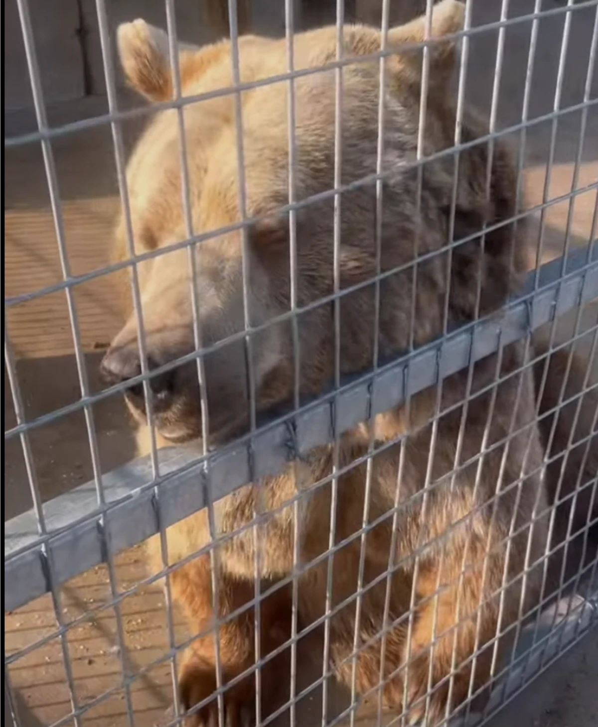 Shaggy | Ty Among Animals Wiki | Fandom