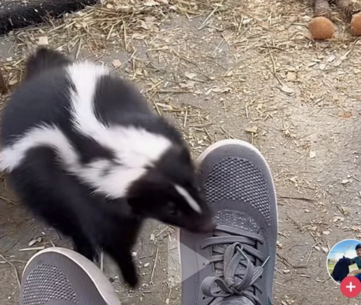 Skunks | Ty Among Animals Wiki | Fandom