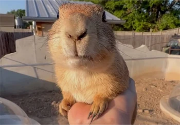 Eddie | Ty Among Animals Wiki | Fandom