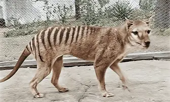 Thylacine | Ty Wiki | Fandom