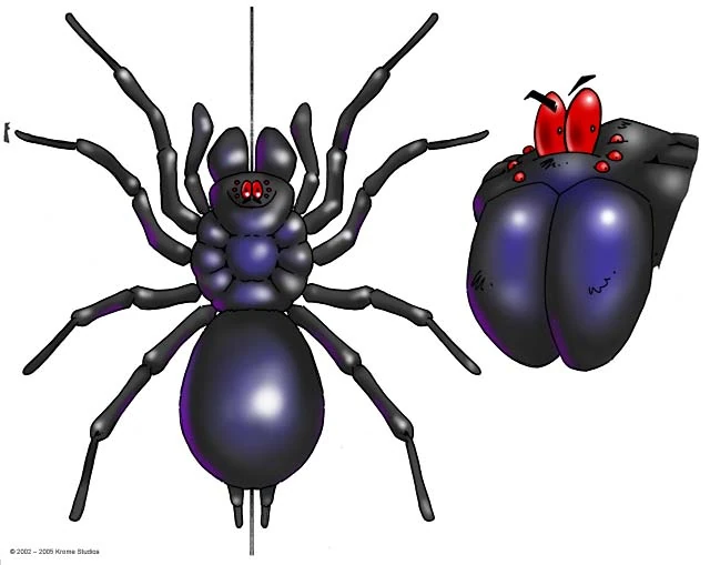 Spider | Ty Wiki | Fandom