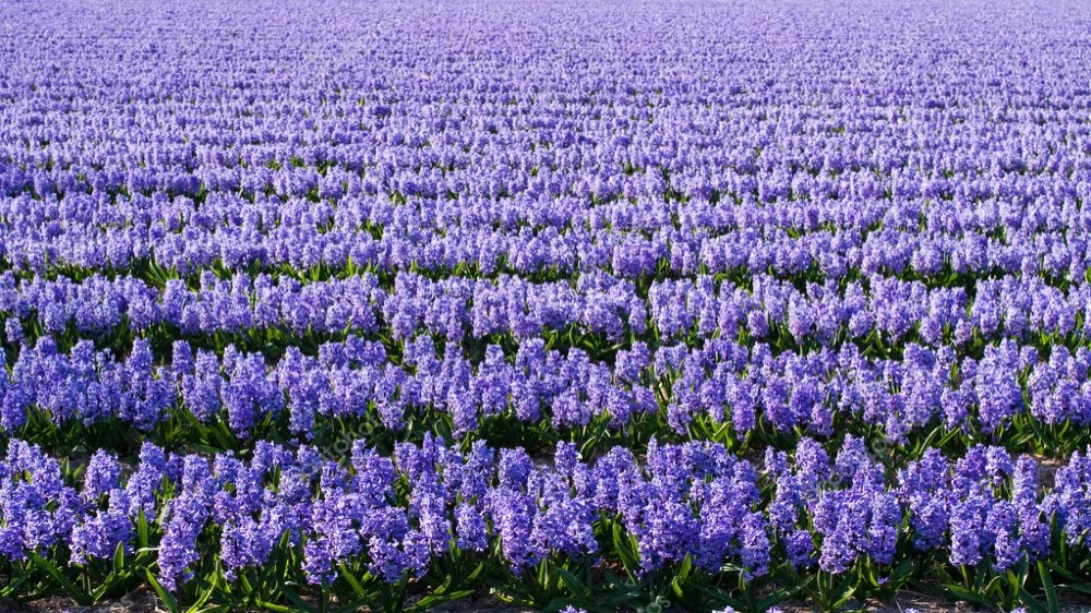 Violet Field | TyGrant09's Rolling Sky Fanon Wiki | Fandom
