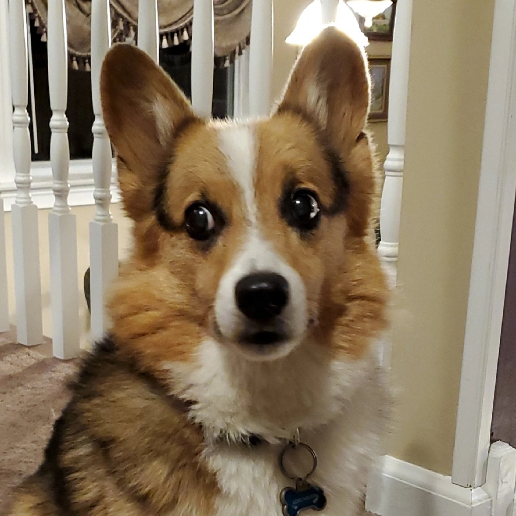 Shannon | TylORGs Wiki | Fandom