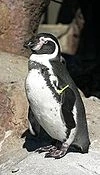 Banded penguin | Types of Birds Wiki | Fandom