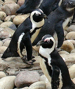 Banded penguin | Types of Birds Wiki | Fandom