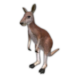 Kangaroo | Typical Games Wiki | Fandom