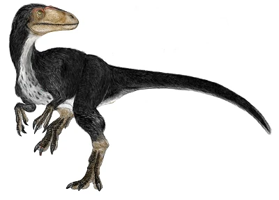 Dilong | TyrannoPedia Wiki | Fandom