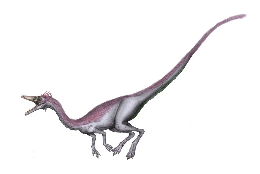 Nqwebasaurus | TyrannoPedia Wiki | Fandom