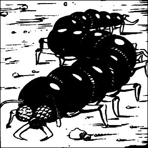 Giant Centipedes | Editable Codex | Fandom