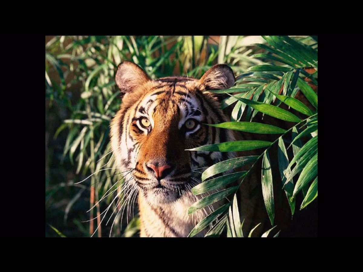 Remade World Animals (2002 Revision) | Ultimate Baby Einstein Wiki | Fandom