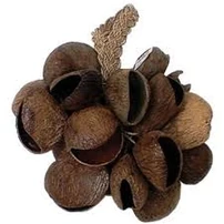 Pangi Shell Shaker | Ultimate Baby Einstein Wiki | Fandom