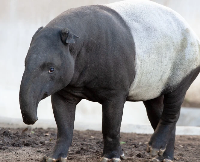 Tapir | Ultimate Character and/or Object Fusion Wiki | Fandom