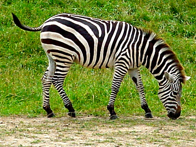 Zebra | Ultimate Character and/or Object Fusion Wiki | Fandom