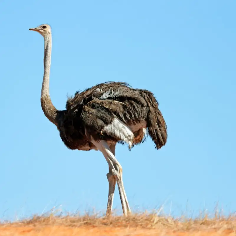 Ostrich | Ultimate Character and/or Object Fusion Wiki | Fandom