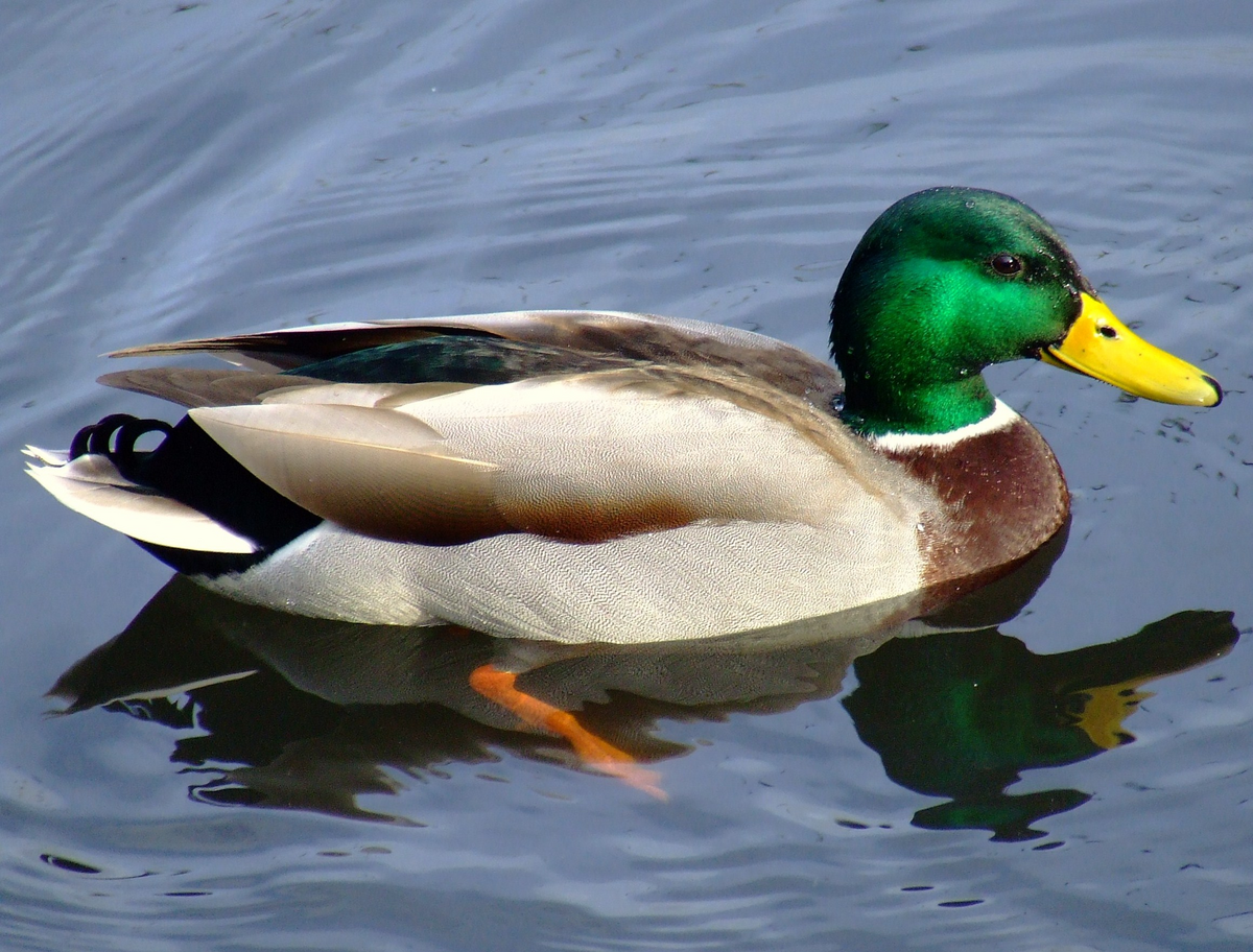 Duck Ultimate Character Andor Object Fusion Wiki Fandom