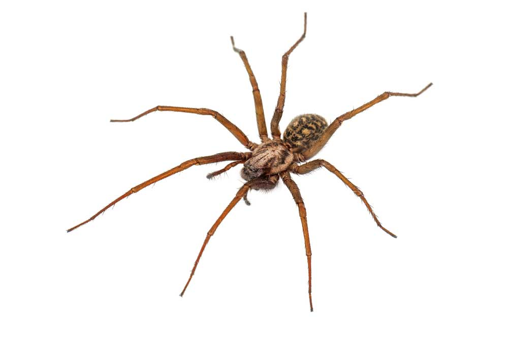 Spider Ultimate Character Andor Object Fusion Wiki Fandom