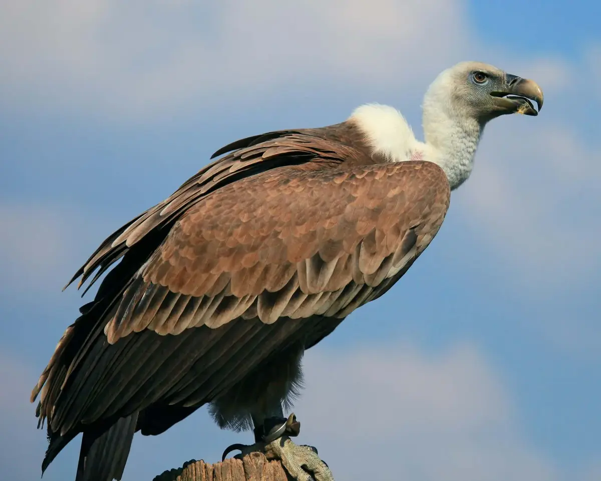 Vulture | Ultimate Character and/or Object Fusion Wiki | Fandom