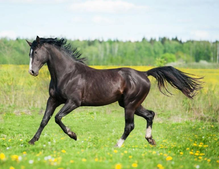 Horse | Ultimate Character and/or Object Fusion Wiki | Fandom