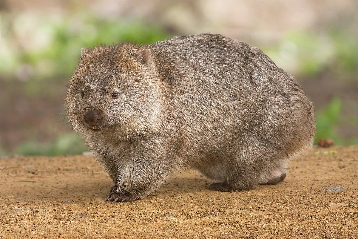 Wombat | Ultimate Character and/or Object Fusion Wiki | Fandom