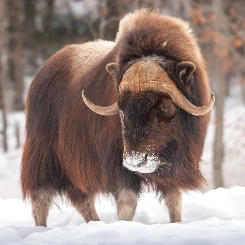 Musk Ox | Ultimate Character and/or Object Fusion Wiki | Fandom