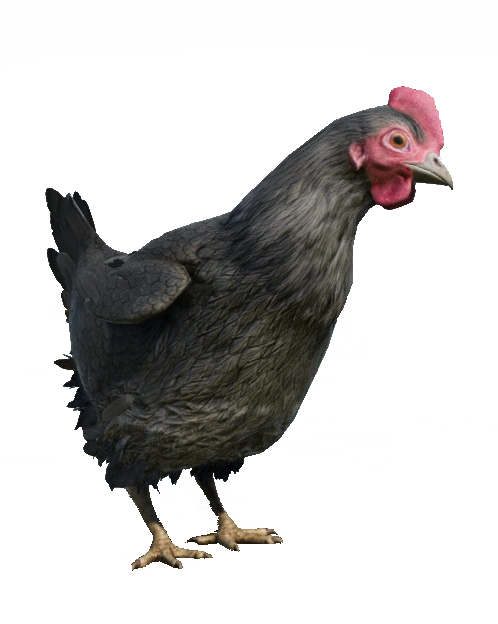 Free Ranged Chicken | Ultimate Epic Battle Simulator Wiki | Fandom
