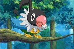 Chatot | Pokemon Fan Fiction Wiki | Fandom