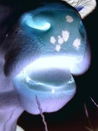 DuG | Pokemon Fan Fiction Wiki | Fandom