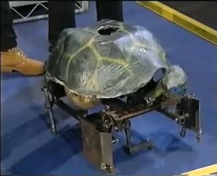 Dave The Tortoise | Ultimate Robot Archive Wikia | Fandom