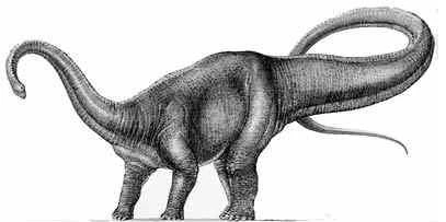 Diplodocus | The Ultimate Dinosaur Wiki | Fandom