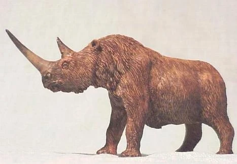 Woolly Rhinoceros | Ultimate Extinct Animals Encyclopedia Wiki | Fandom