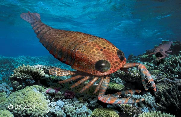 Pterygotus | Ultimate Extinct Animals Encyclopedia Wiki | Fandom