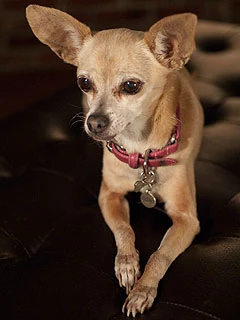 Taco Bell chihuahua | Ultimate Pop Culture Wiki | Fandom