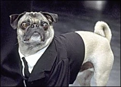 Frank the Pug | Ultimate Pop Culture Wiki | Fandom