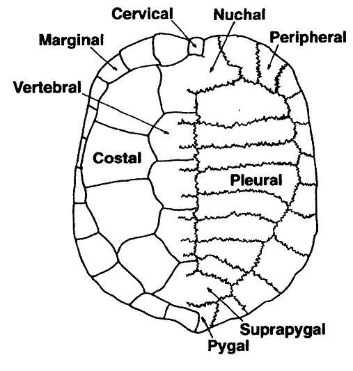 Vertebral Column Of Turtle