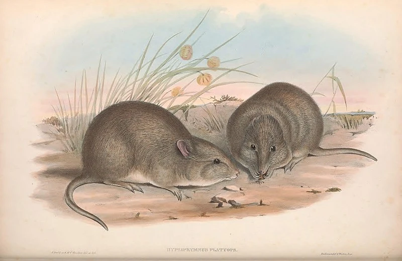 Potoroo | Ultimate Pop Culture Wiki | Fandom