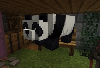 Panda Senpai | Ultin SMP Wiki | Fandom