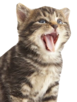 Kitty | Ultra Custom Night Вики | Fandom