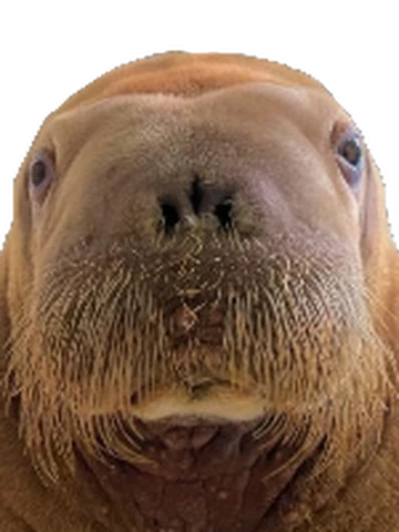 F Naf Walrus