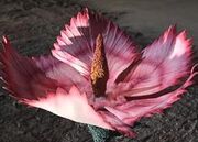 Juran | Ultraman Wiki | Fandom