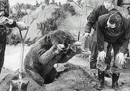 Mongula | Ultraman Wiki | Fandom