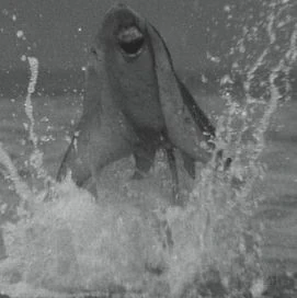 Space Directive M774 | Ultraman Wiki | Fandom