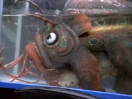 Angoras | Ultraman Wiki | Fandom