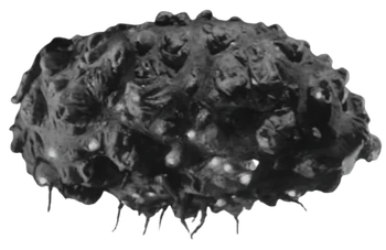 Balloonga | Ultraman Wiki | Fandom