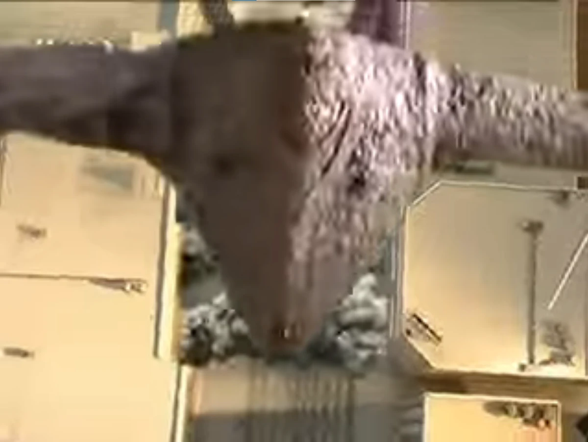 Project Ultraman/Characters | Ultraman Wiki | Fandom