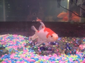 FINAL FISH!!!!!!!!!!!!!!!!!!!! | Ultra Dragon Ball Wiki | Fandom