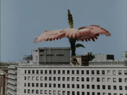 Juran | TsuburayaWiki | Fandom