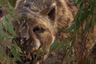 prehistoric predators hyaenodon