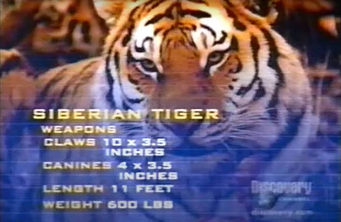 Siberian Tiger (Animal Face Off: 2004) | Ultra Villains Wiki | Fandom