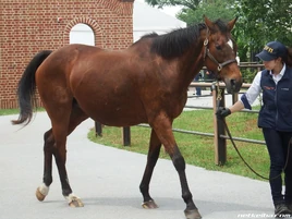 Mejiro Dober/Real Life | Umamusume Wiki | Fandom