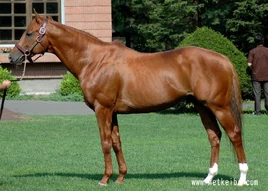 Agnes Tachyon/Real Life | Umamusume Wiki | Fandom